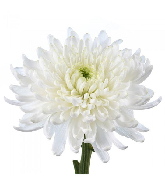 White mum store