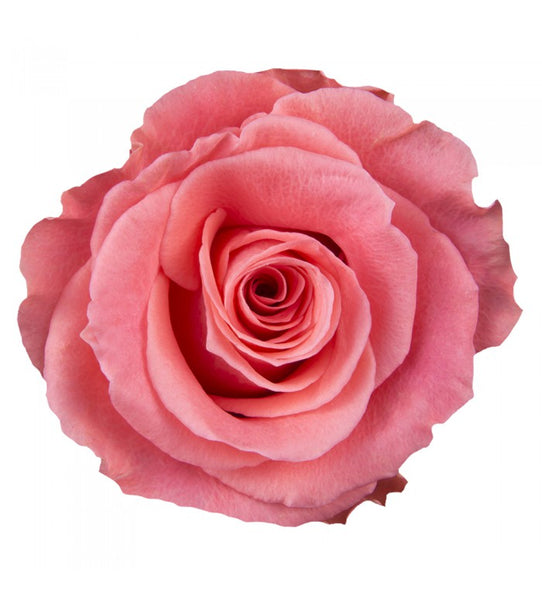 Amsterdam Rose Bunch