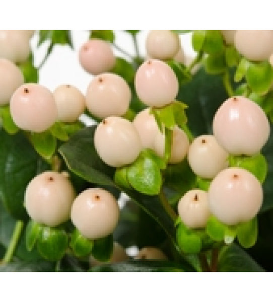 Cream Hypericum Bunch – Carlsbad Florist | San Diego Wholesale Flowers ...
