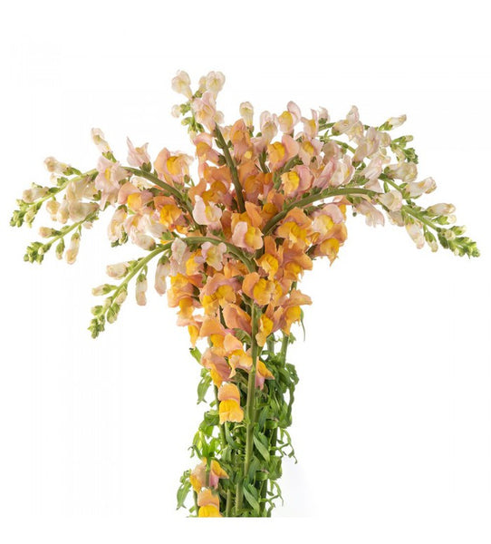 Bi Orange Snapdragon Bunch
