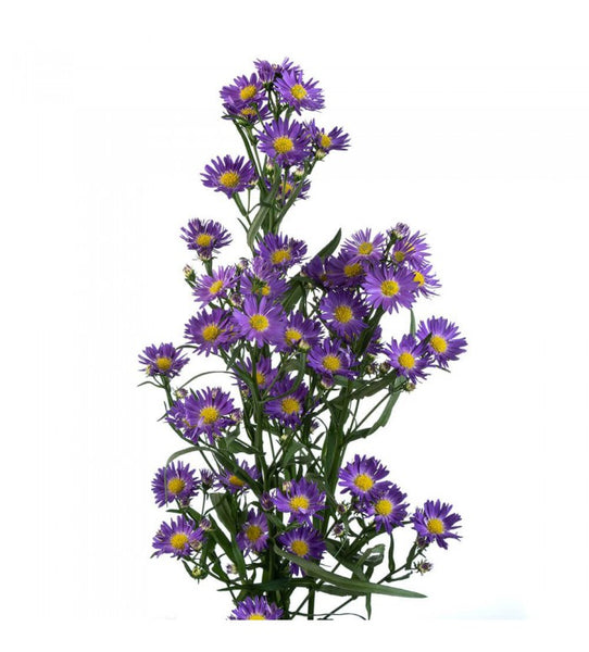 Purple Monte Casino