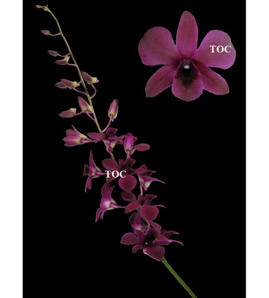Red Bull Dendrobium Orchid Bunch